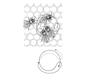 Danza delle Api - Informazioni Utili